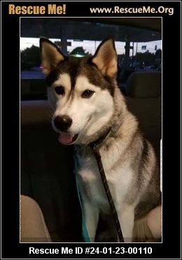 - Ohio Siberian Husky Rescue - ADOPTIONS - Rescue Me!