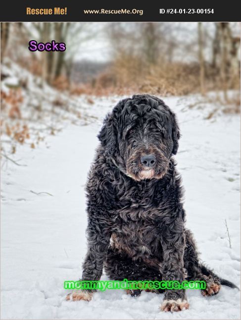 ADOPT 24012300154 ~ Portuguese Water Dog Rescue ~ Mount Carmel, PA