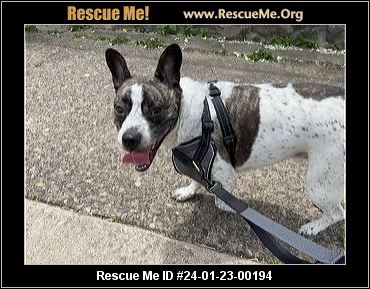 - Pennsylvania Boston Terrier Rescue - ADOPTIONS - Rescue Me!