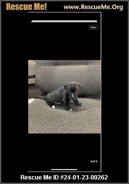 - Alabama Dog Rescue - ADOPTIONS - Rescue Me!