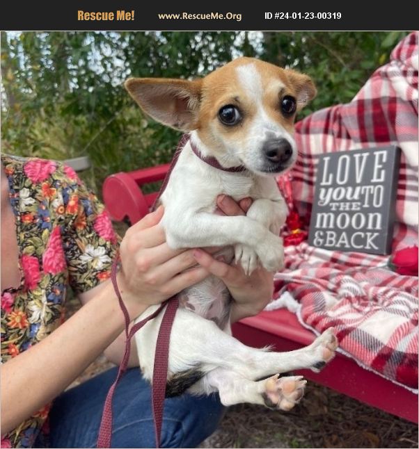 ADOPT 24012300319 ~ Jack Russell Rescue ~ Sebring, FL