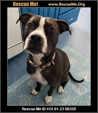 - Oregon Dog Rescue - ADOPTIONS - Rescue Me!