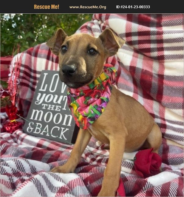 ADOPT 24012300333 ~ Black Mouth Cur Rescue ~ Sebring, FL