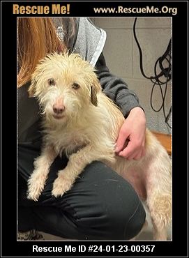 - Virginia Poodle Rescue - ADOPTIONS - Rescue Me!