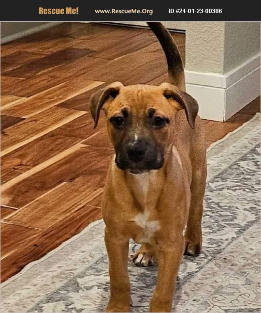 ADOPT 24012300386 ~ Boxer Rescue ~ Tampa, FL