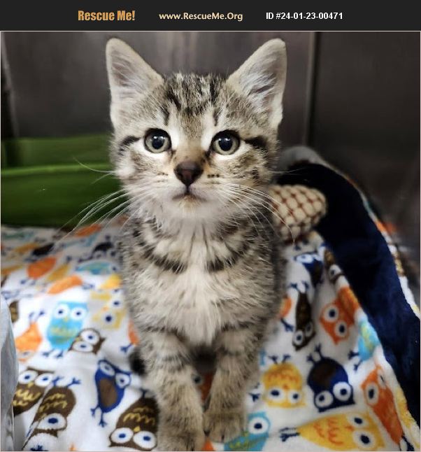 ADOPT 24012300471 ~ American Shorthair Rescue ~ Bethel, CT