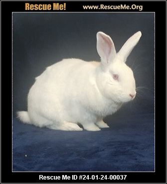 - California Rabbit Rescue - ADOPTIONS - Rescue Me!