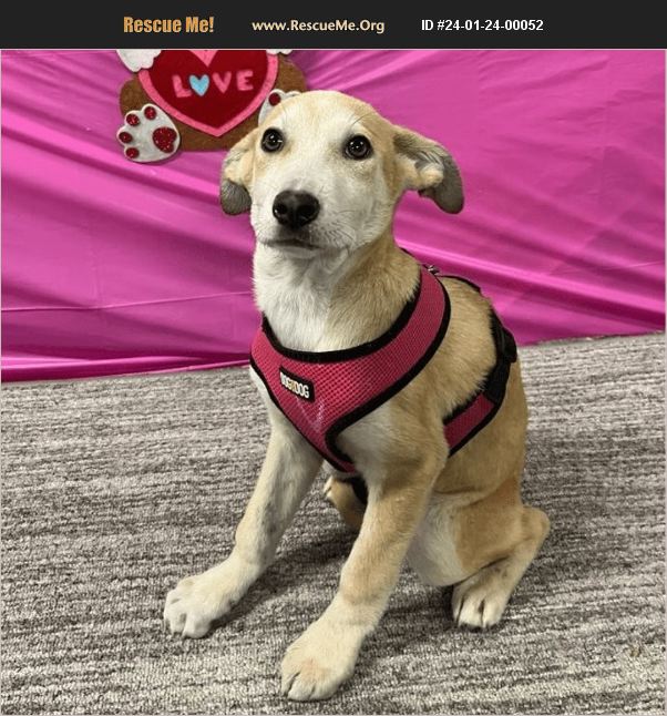 ADOPT 24012400052 ~ Lab Rescue ~ Carlsbad, CA