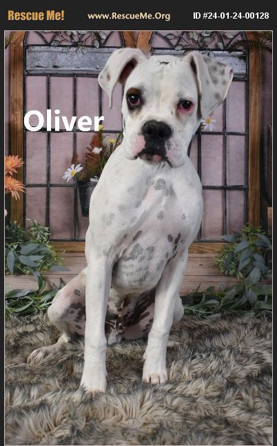 ADOPT 24012400128 ~ Boxer Rescue ~ Phoenix, AZ