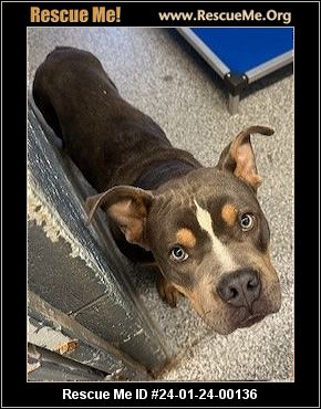 - Oklahoma Dog Rescue - ADOPTIONS - Rescue Me!