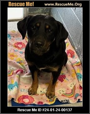 - Oklahoma Dog Rescue - ADOPTIONS - Rescue Me!