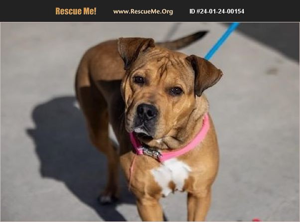 ADOPT 24012400154 ~ American Bulldog Rescue ~ Jersey City, NJ