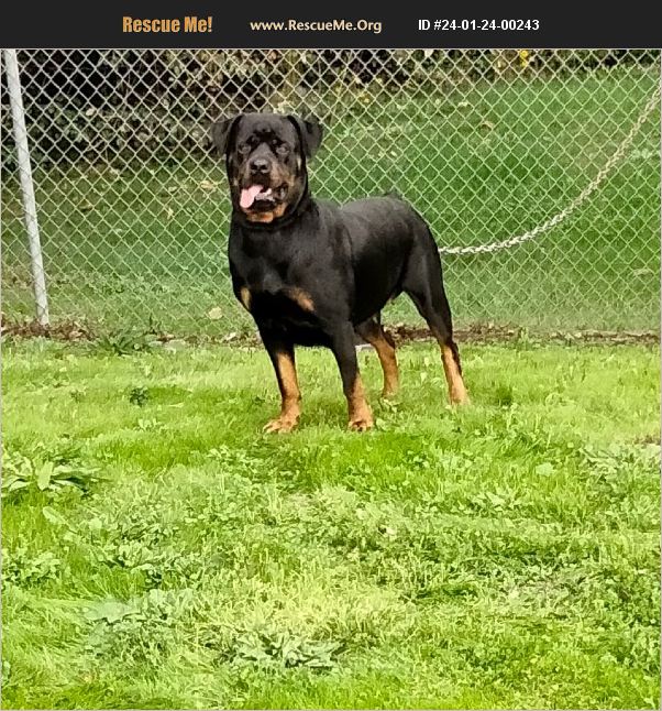 ADOPT 24012400243 ~ Rottweiler Rescue ~ Portland, OR