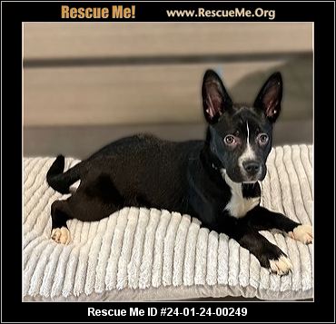 - Georgia Boston Terrier Rescue - ADOPTIONS - Rescue Me!