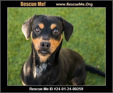 - Texas German Pinscher Rescue - ADOPTIONS - Rescue Me!