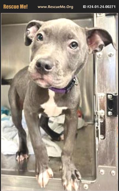 ADOPT 24012400271 ~ Pit Bull Rescue ~ INVERNESS, FL