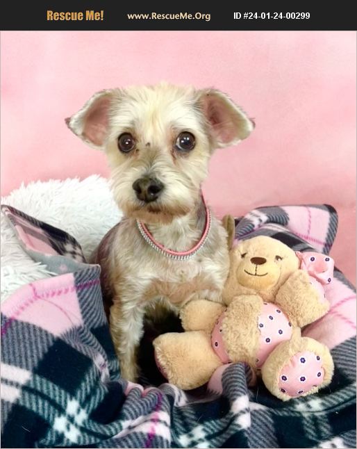 ADOPT 24012400299 ~ Yorkie Rescue ~ Glendale, AZ