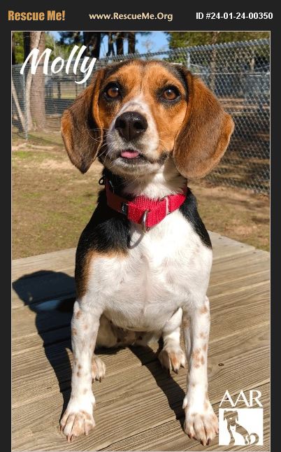 ADOPT 24012400350 ~ Beagle Rescue ~ Magnolia, TX