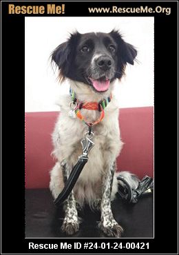 - New Jersey Dog Rescue - ADOPTIONS - Rescue Me!