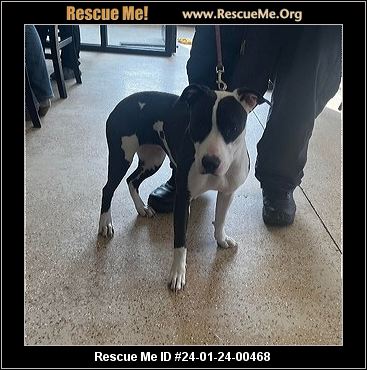 - Indiana Dog Rescue - ADOPTIONS - Rescue Me!