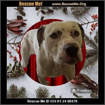 - Indiana Dog Rescue - ADOPTIONS - Rescue Me!