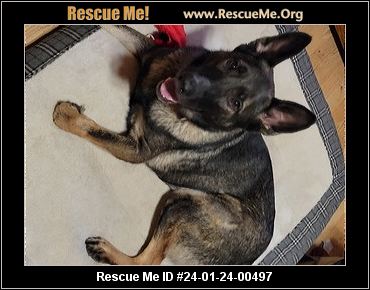 - Indiana Dog Rescue - ADOPTIONS - Rescue Me!