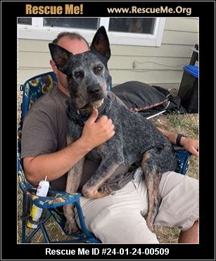 - Colorado Dog Rescue - ADOPTIONS - Rescue Me!