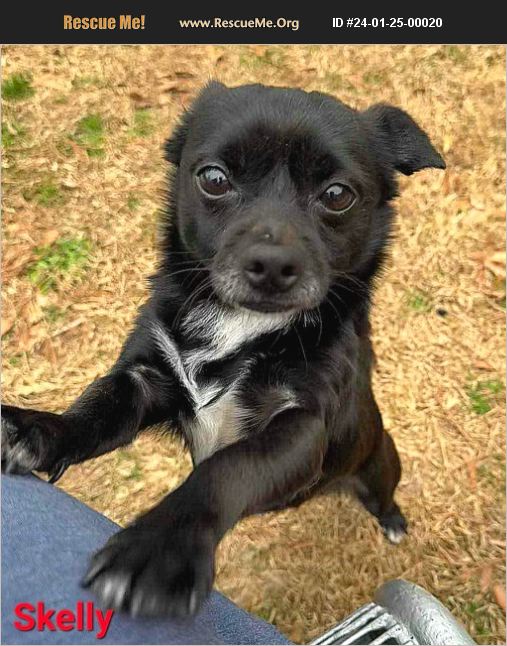 ADOPT 24012500020 ~ Chihuahua Rescue ~ Bensalem, PA