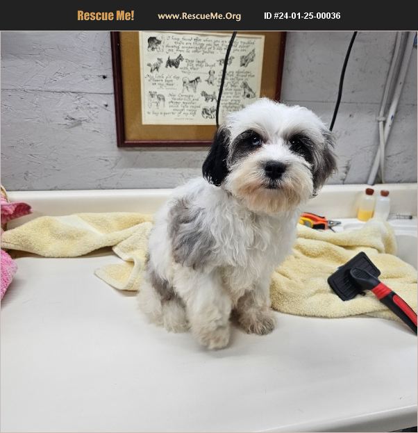 ADOPT 24012500036 ~ Havanese Rescue ~ Denver, IN