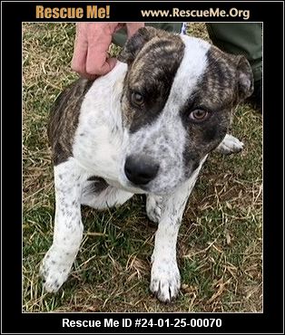 - New York Mutt Rescue - ADOPTIONS - Rescue Me!