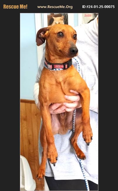 ADOPT 24012500075 ~ Miniature Pinscher Rescue ~ Nashville, IL
