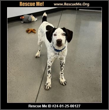 - Utah Dog Rescue - ADOPTIONS - Rescue Me!