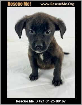 - Wisconsin Dog Rescue - ADOPTIONS - Rescue Me!