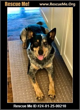 - Minnesota Dog Rescue - ADOPTIONS - Rescue Me!