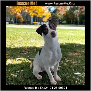 - Vermont Dog Rescue - ADOPTIONS - Rescue Me!