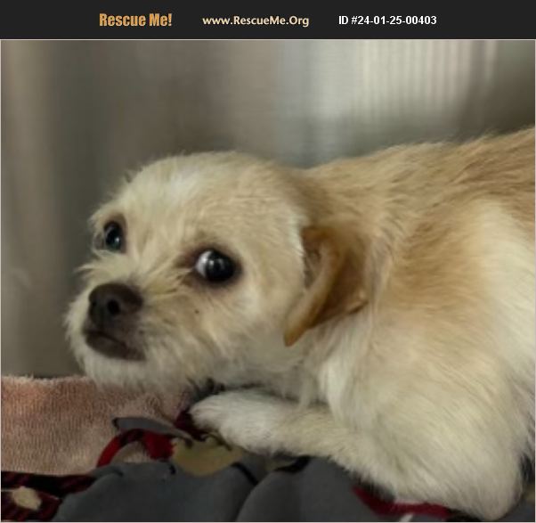 ADOPT 24012500403 ~ Brussels Griffon Rescue ~ San Diego, CA