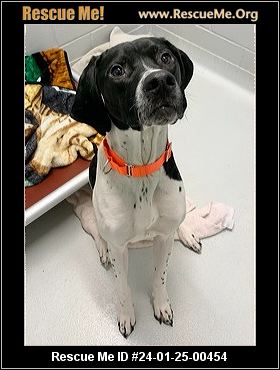 - Indiana Dog Rescue - ADOPTIONS - Rescue Me!