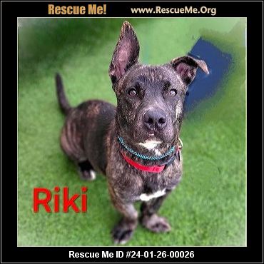 - Arizona Corgi Rescue - ADOPTIONS - Rescue Me!