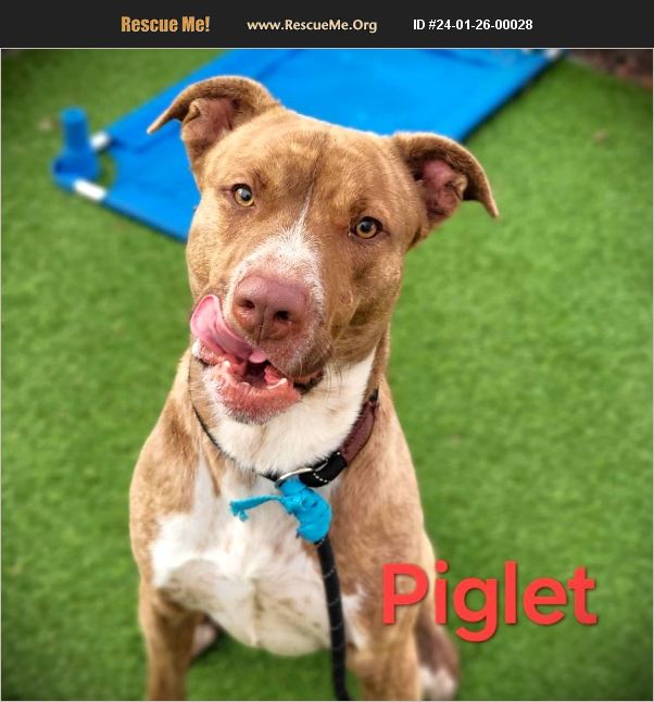 ADOPT 24012600028 ~ Staffordshire Bull Terrier Rescue ~ Arizona