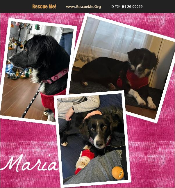 ADOPT 24012600039 ~ Border Collie Rescue ~ Galloway, OH