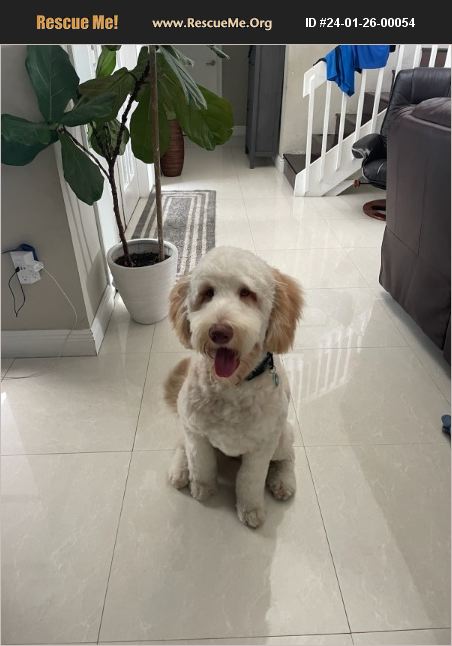 ADOPT 24012600054 ~ Golden Retriever Rescue ~ Boca Raton, FL