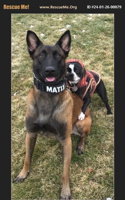 ADOPT 24012600079 ~ Belgian Malinois Rescue ~ Reno, NV