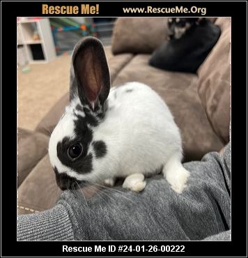 - Wisconsin Rabbit Rescue - ADOPTIONS - Rescue Me!