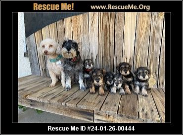 - Arizona Schnauzer Rescue - ADOPTIONS - Rescue Me!