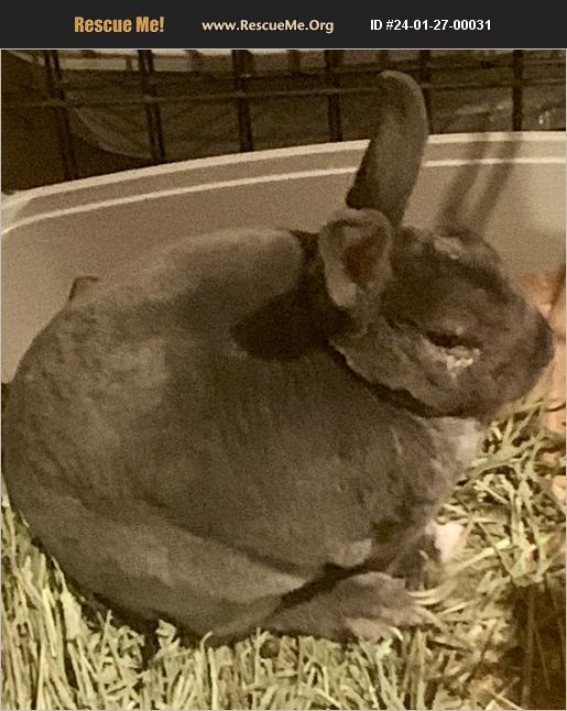 ADOPT 24012700031 ~ Rabbit Rescue ~ Marietta, GA