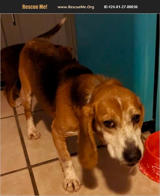 ADOPT 24012700036 ~ Beagle Rescue ~ NYC, NY