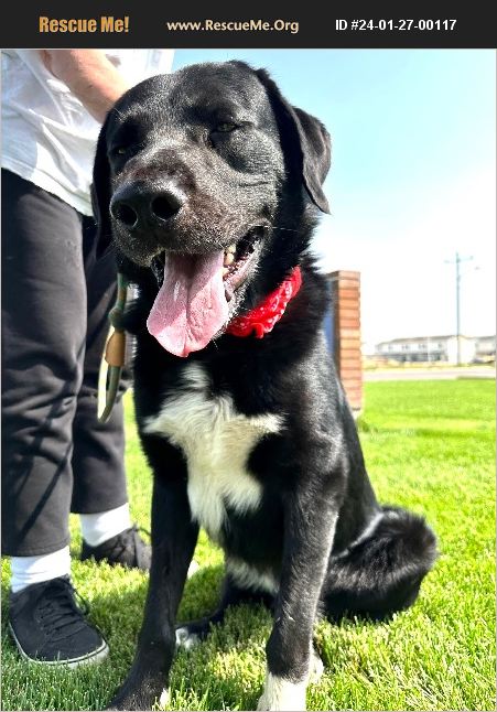ADOPT 24012700117 ~ Lab Rescue ~ Denver County, CO
