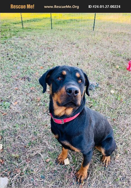 ADOPT 24012700224 ~ Rottweiler Rescue ~ Kaufman, TX