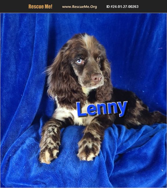 ADOPT 24012700263 ~ English Cocker Spaniel Rescue ~ Newark, DE