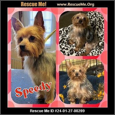 - Oklahoma Yorkie Rescue - ADOPTIONS - Rescue Me!